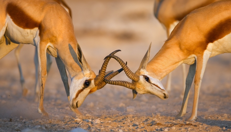 Rondreis NAMIBIË - Internationale Kampeerreis | Koning Aap